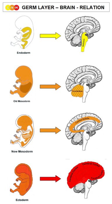 GNM: Biolog. zákon 3 (entoderm, mezoderm, ektoderm) :: vykladanisnu